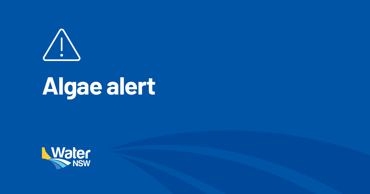 Blue-green algae Red Alert for Beardy Waters - WaterNSW